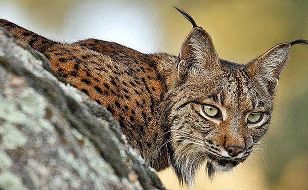 La población de linces alcanza los 547 ejemplares | La Verdad