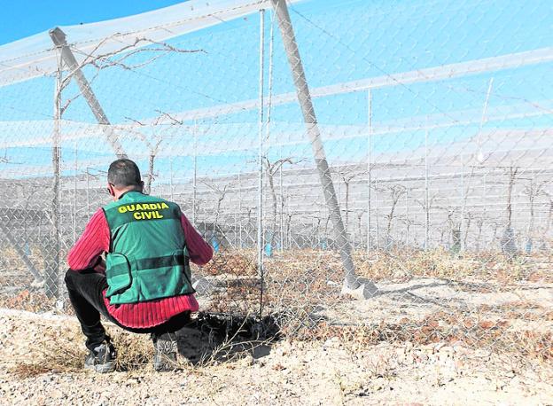 Robos En El Campo De La Región Cae Una Banda Que Se Apoderó De Más De