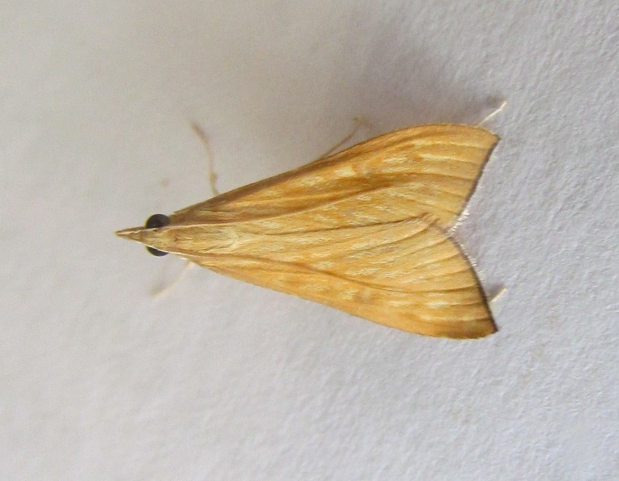 Fotos: Algunas especies de polillas | La Verdad