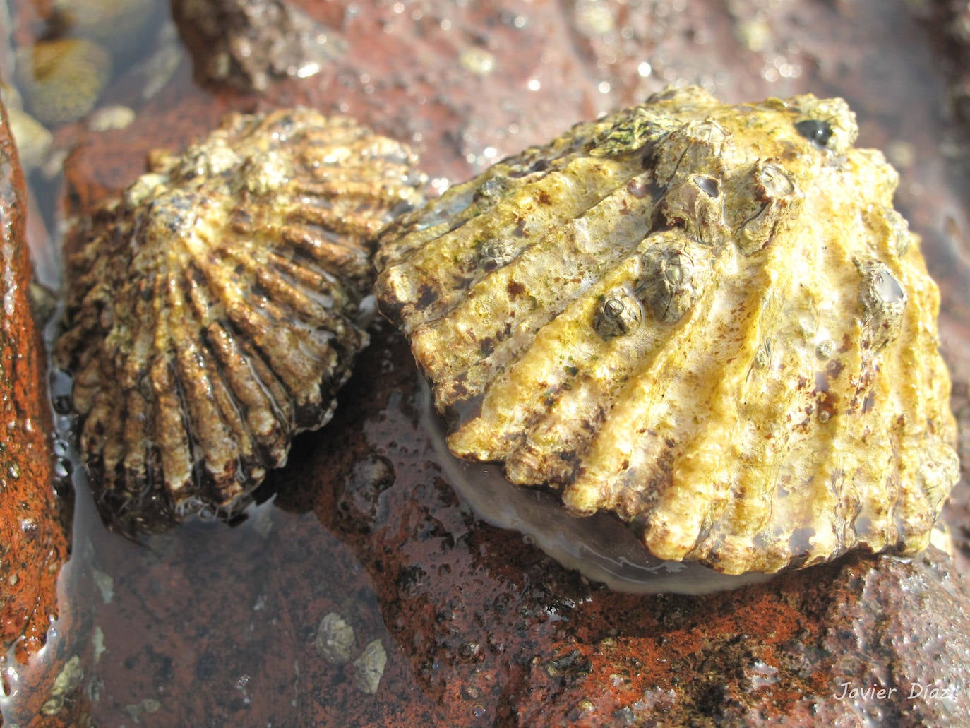 Fotos: Mucho más que una lapa | La Verdad