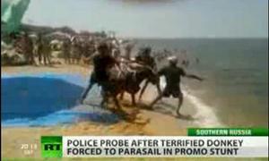 El vídeo del burro volando en Rusia llega a YouTube | La Verdad