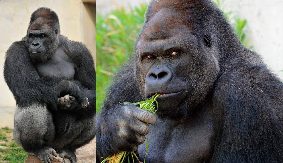 Shabani, el gorila que levanta pasiones entre las japonesas | La Verdad