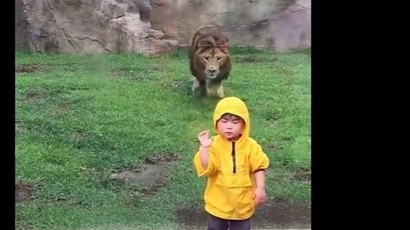 Un león intenta atacar a un niño en un zoológico | La Verdad
